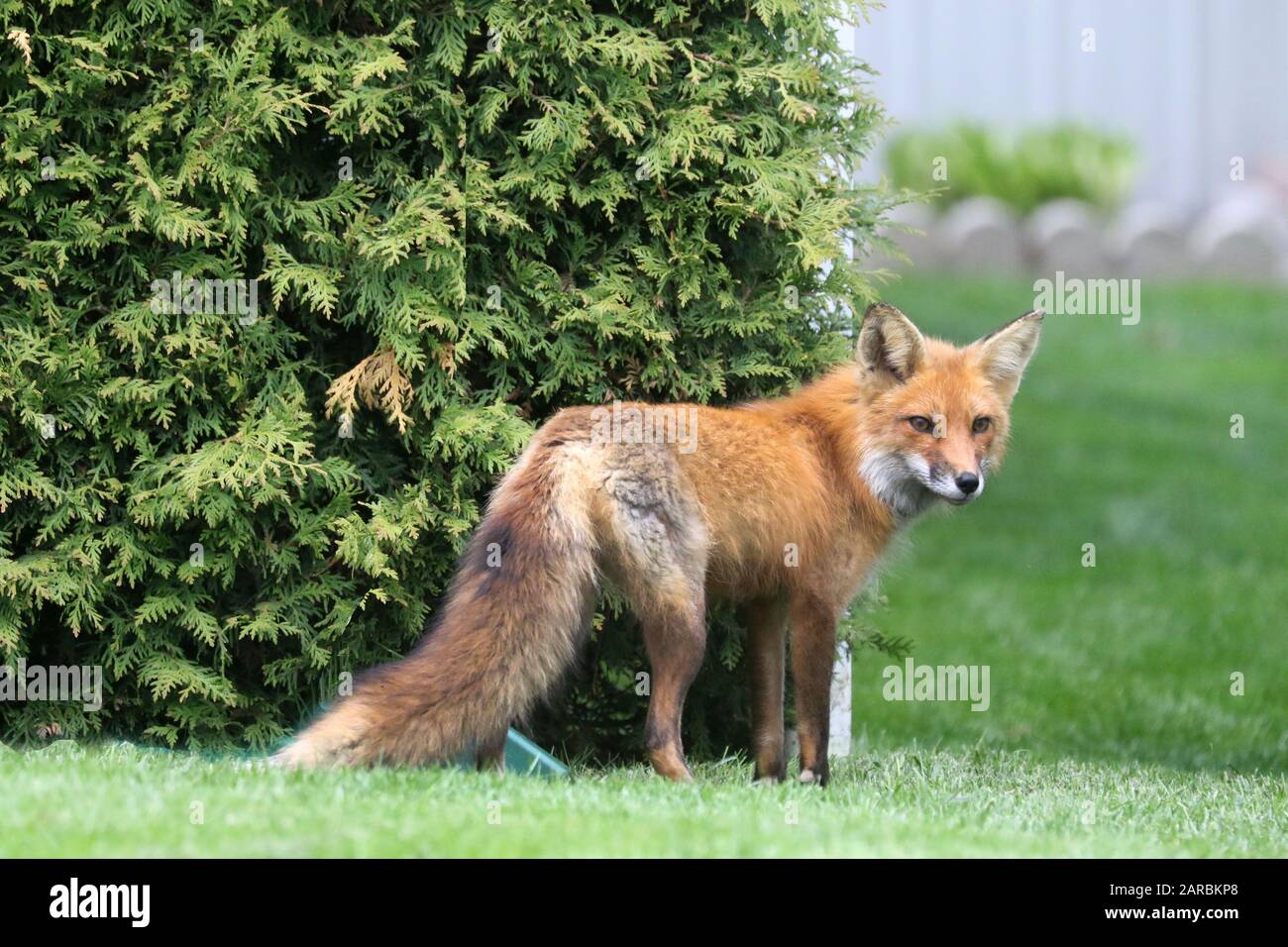 Funny people fox tail hi-res stock photography and images - Alamy