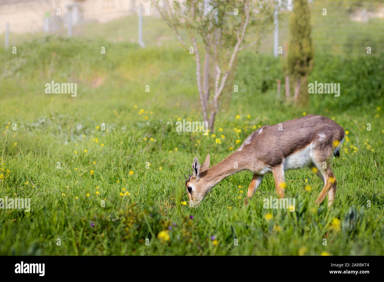 the Palestine mountain gazelle, the Israeli deer. walks in the green ...