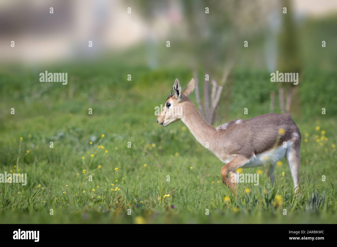 the Palestine mountain gazelle, the Israeli deer. walks in the green ...