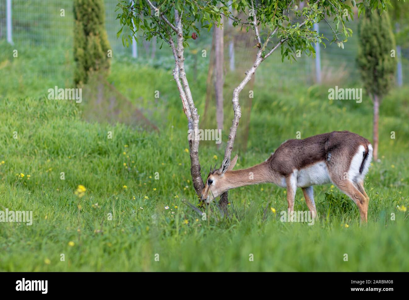 the Palestine mountain gazelle, the Israeli deer. walks in the green ...