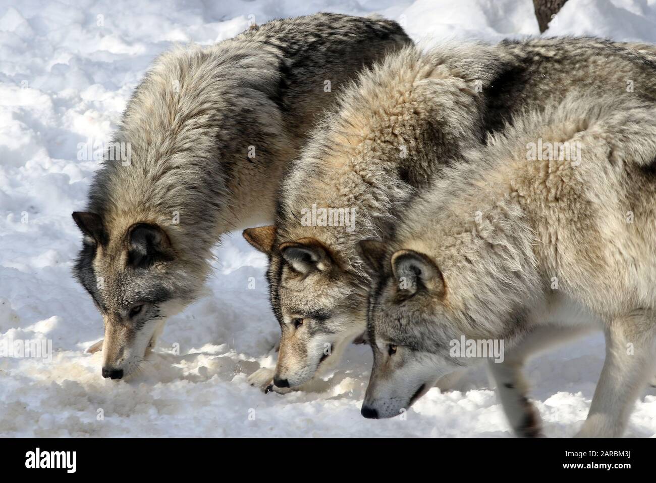 Canus Lupus Timber Wolves Stock Photo - Alamy