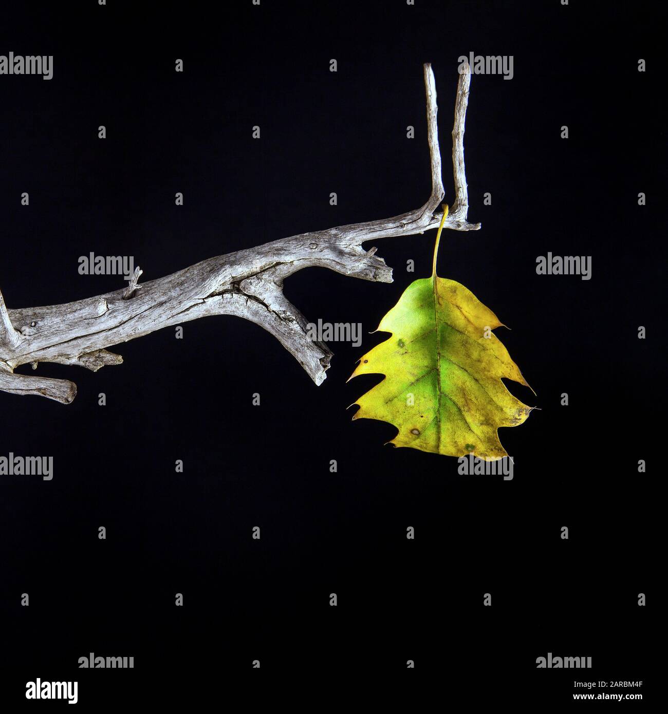 single deciduous leaf - close up Stock Photo - Alamy