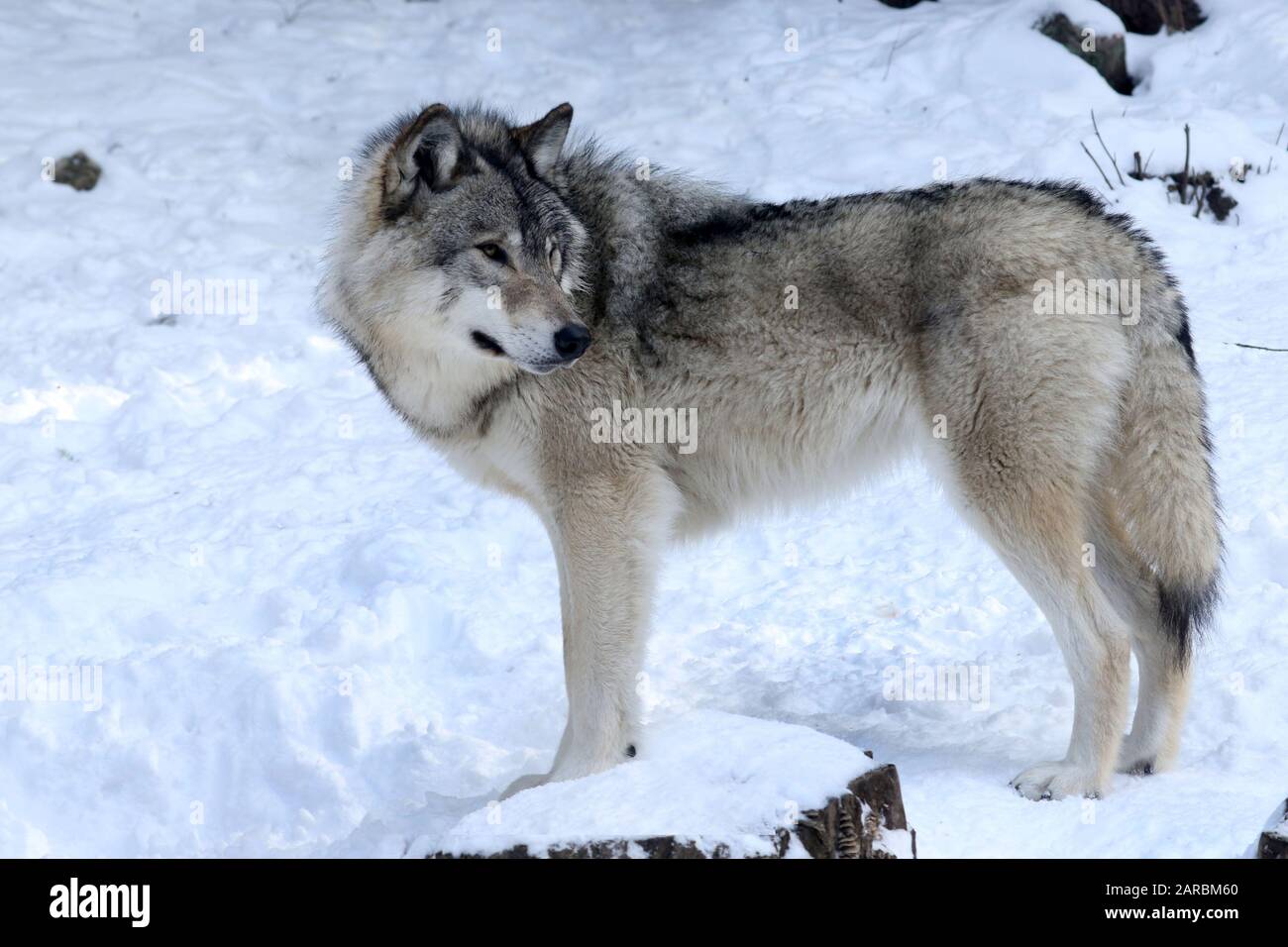 Timber wolves hi-res stock photography and images - Alamy