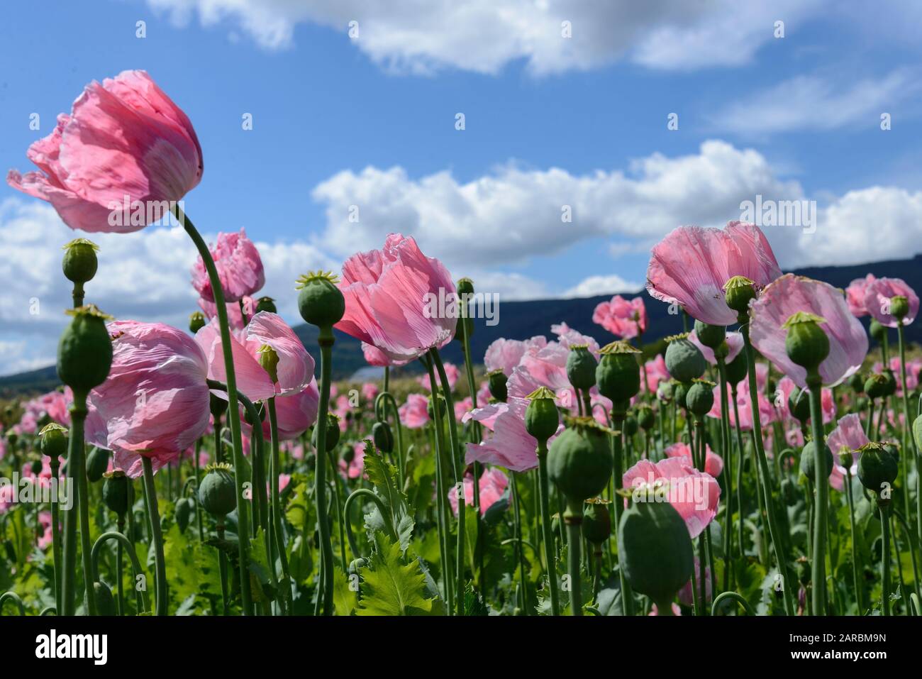Papaver somniferum, Schlafmohn auf einem Feld bei Germerode, Hessen ...