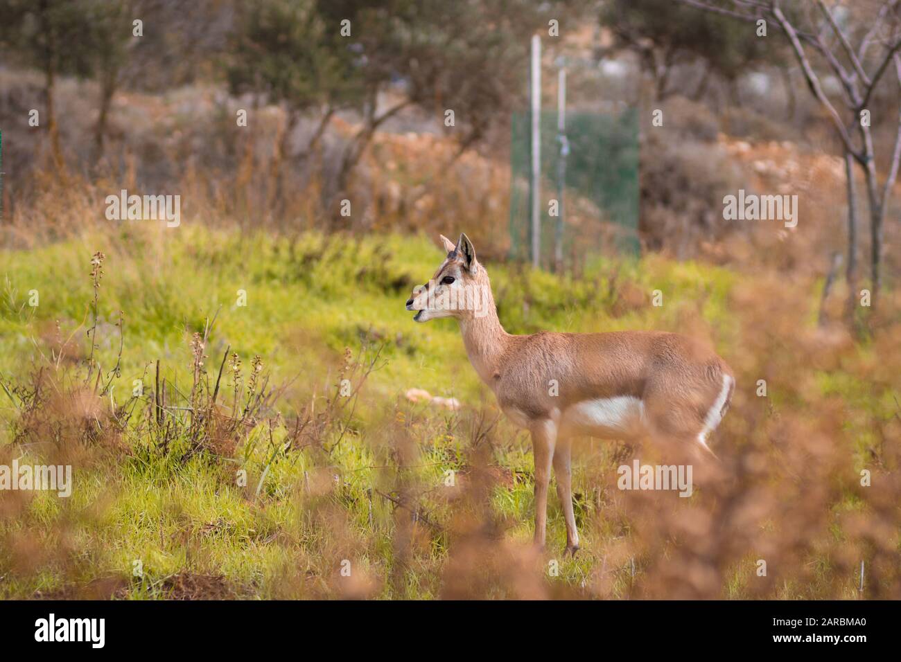 the Palestine mountain gazelle, the Israeli deer. walks in the green ...