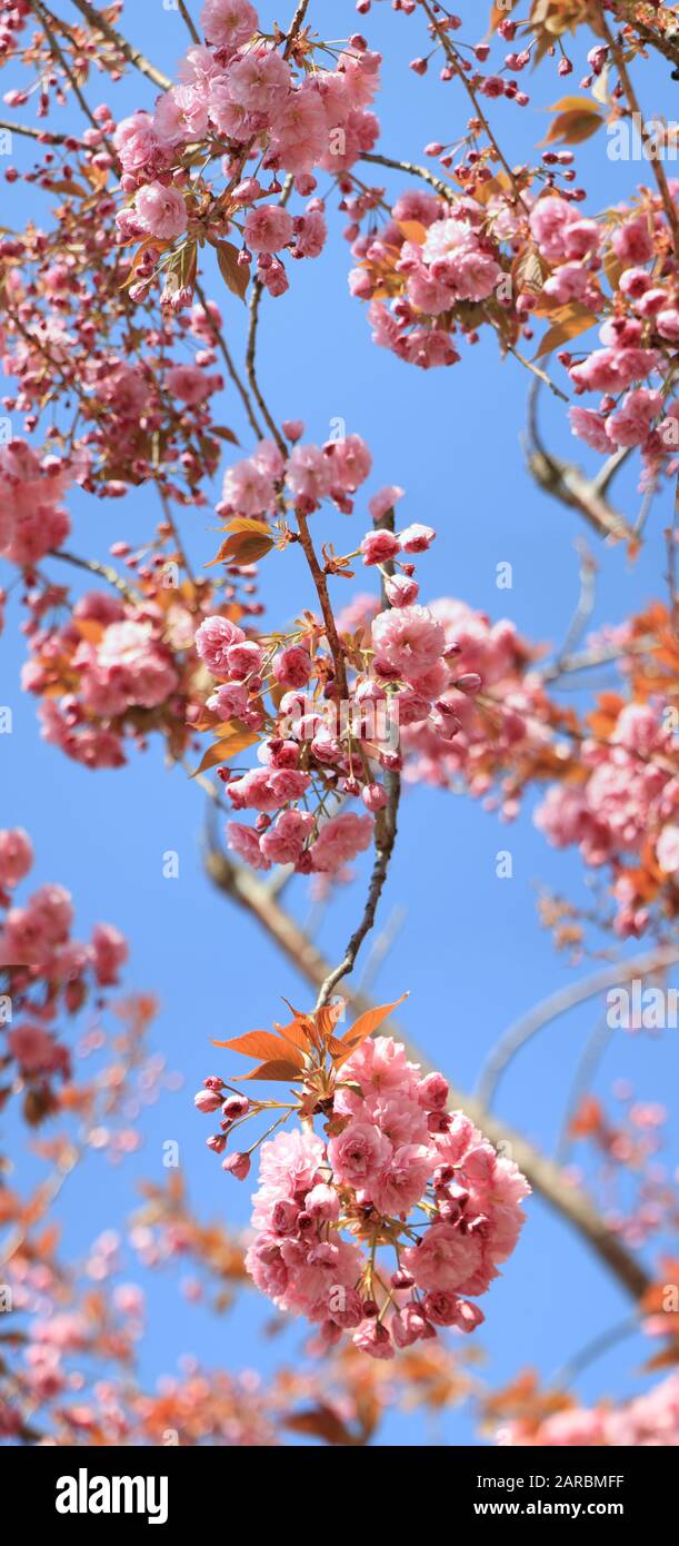 Branches blooming cherry blossom tree hi-res stock photography and ...