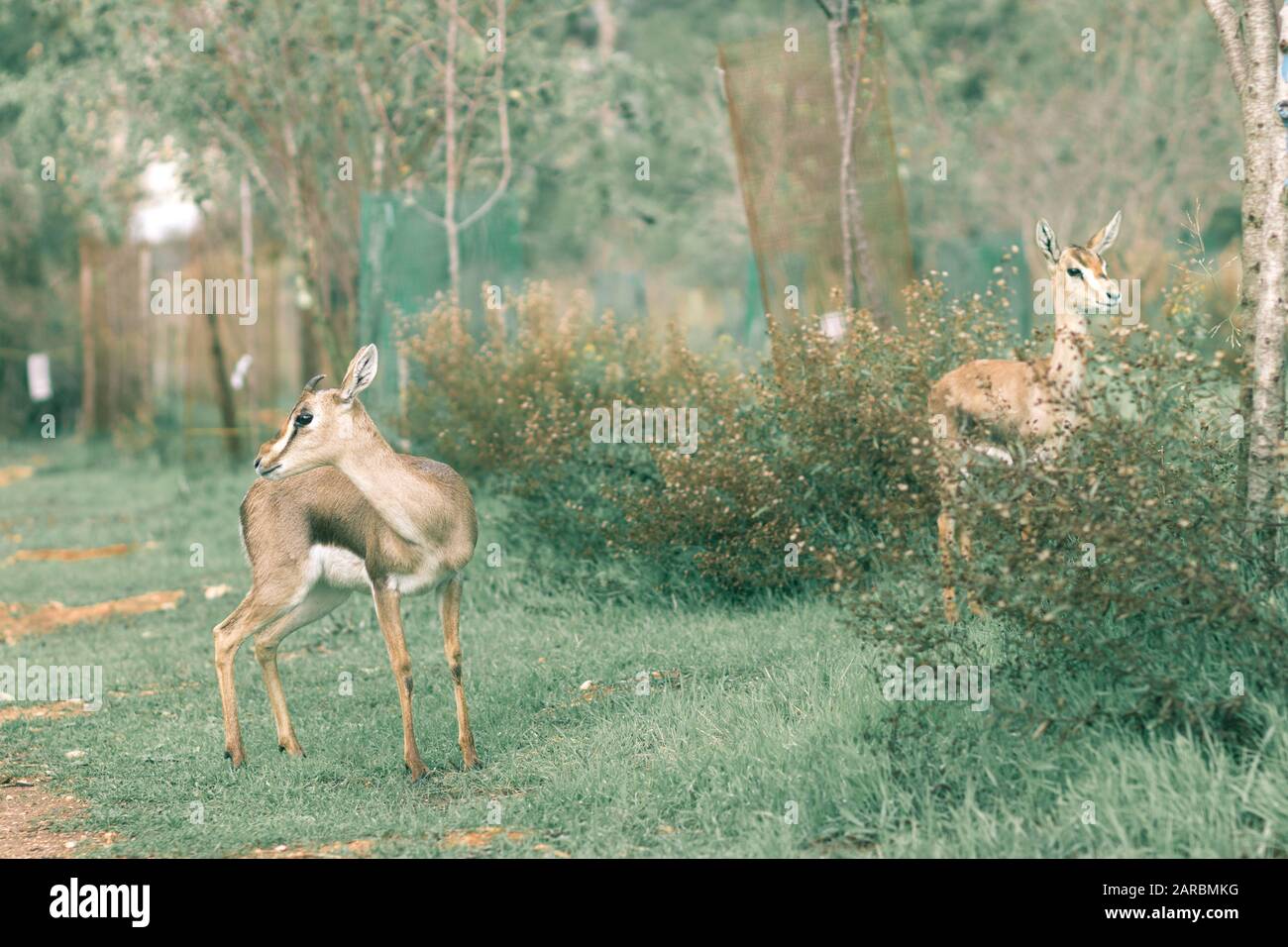 the Palestine mountain gazelle, the Israeli deer. walks in the green ...