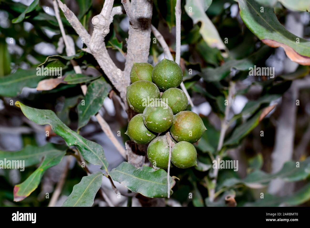 Evergreen tropical macadamia free with ripe green nuts in shell ready ...