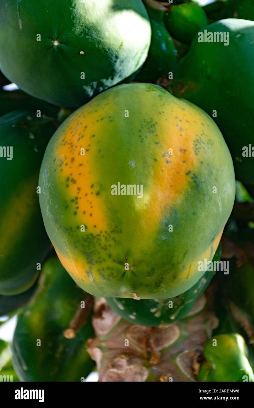 Full papaya tree hi-res stock photography and images - Alamy