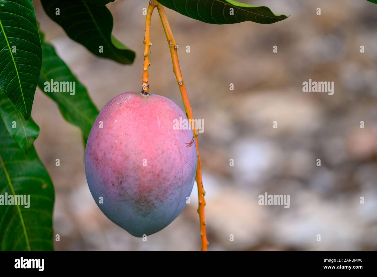 Eco farming on La Palma island, plantations with organic mango trees ...