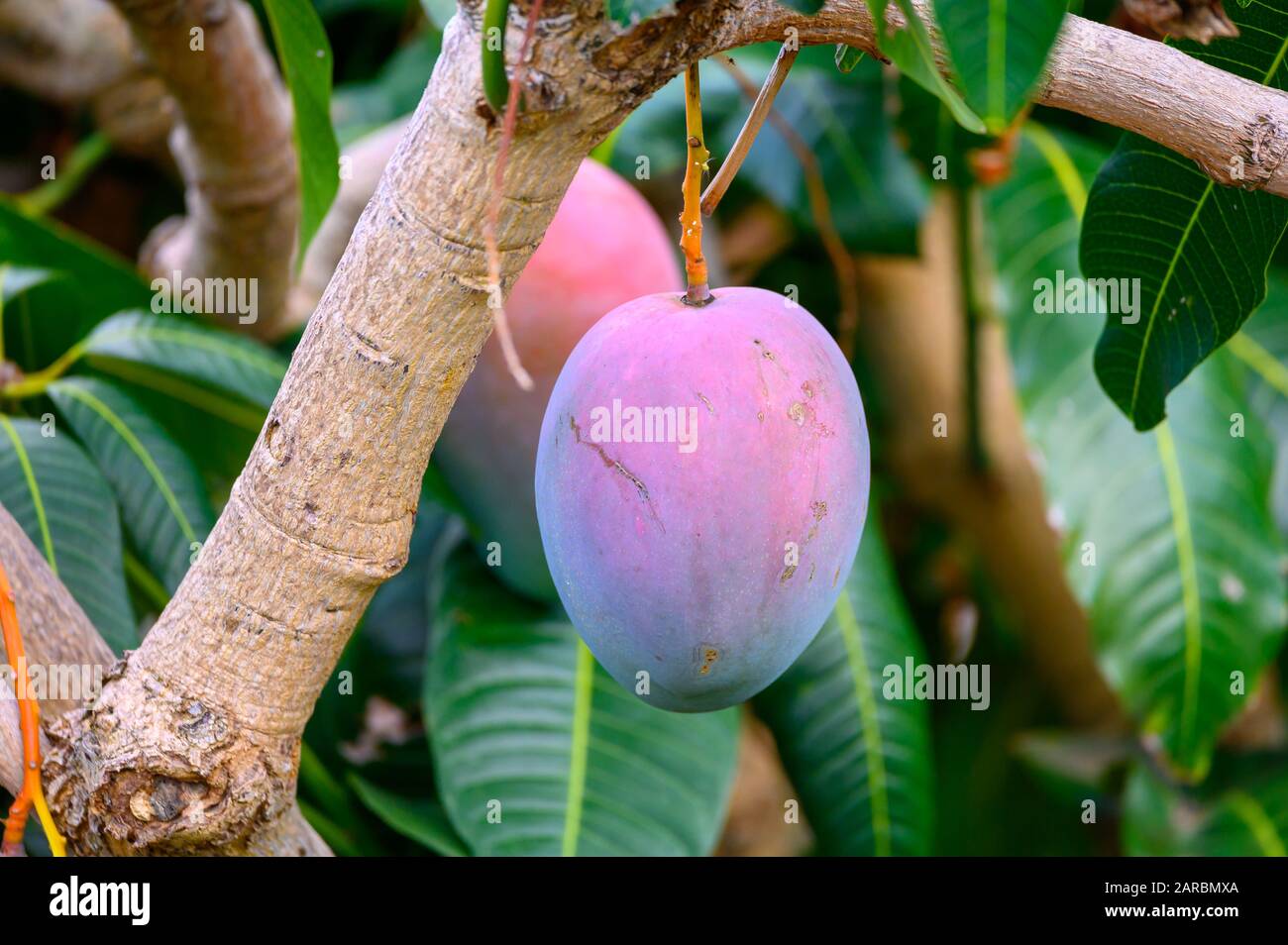Eco farming on La Palma island, plantations with organic mango trees ...