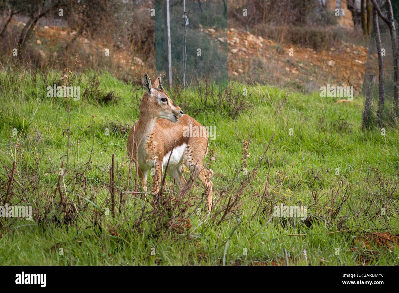 the Palestine mountain gazelle, the Israeli deer. walks in the green ...