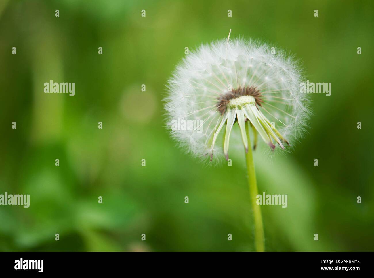 One blowball hi-res stock photography and images - Alamy