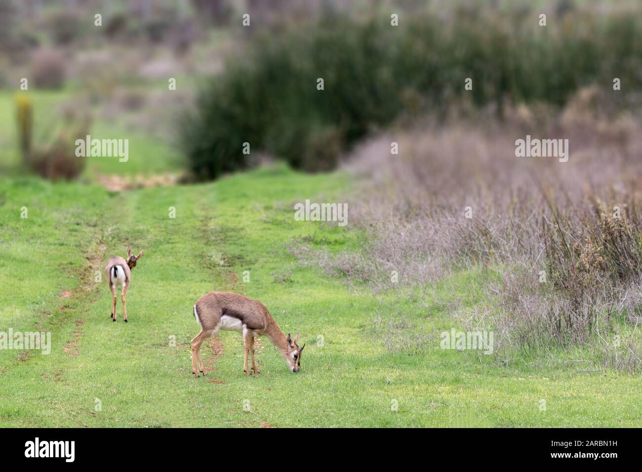 the Palestine mountain gazelle, the Israeli deer. walks in the green ...