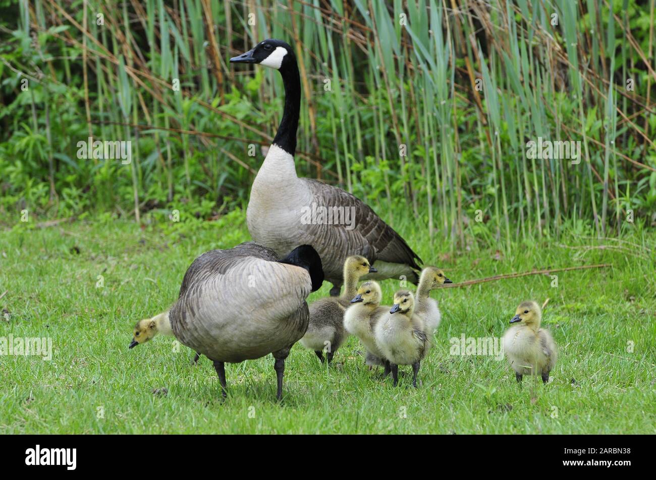 Six goslings hi-res stock photography and images - Alamy