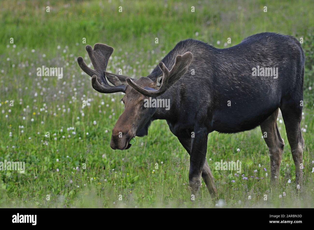 Moose range hi-res stock photography and images - Alamy