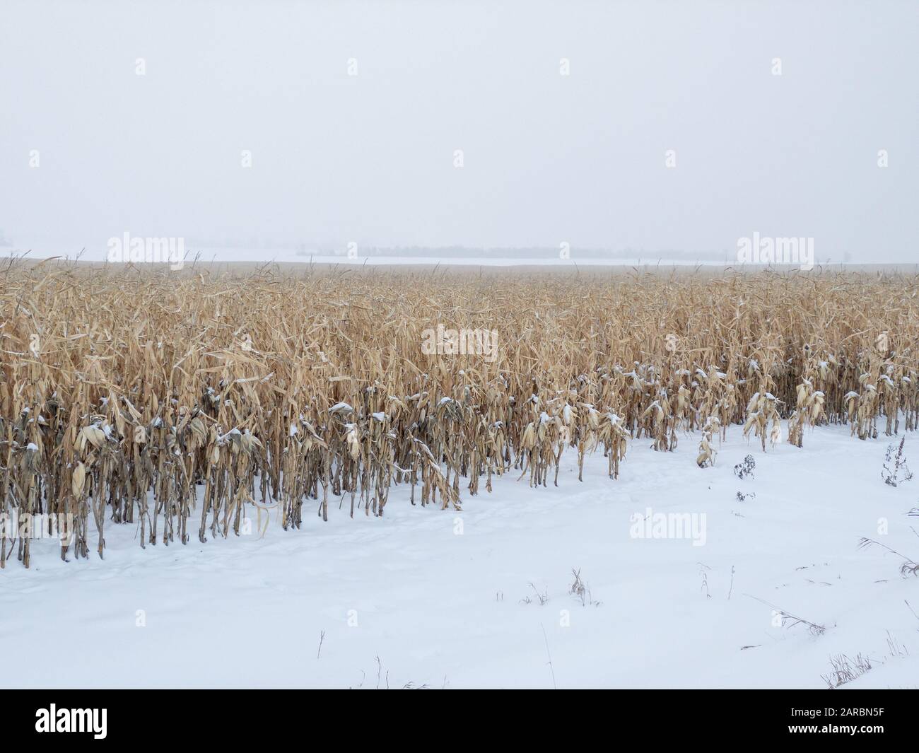 Field of dried corn still waiting to be harvested in winter snow after ...