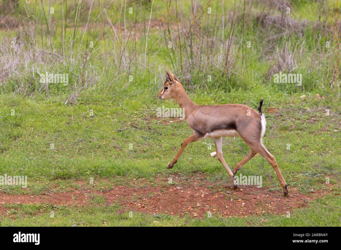 the Palestine mountain gazelle, the Israeli deer. walks in the green ...
