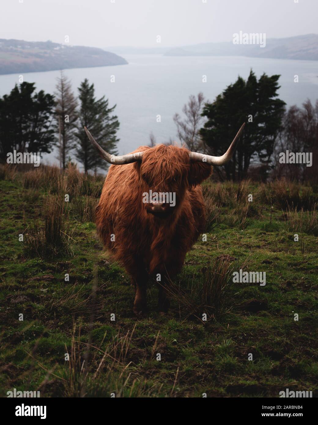 Highland cattle in moody Scotland April 2019 Stock Photo - Alamy