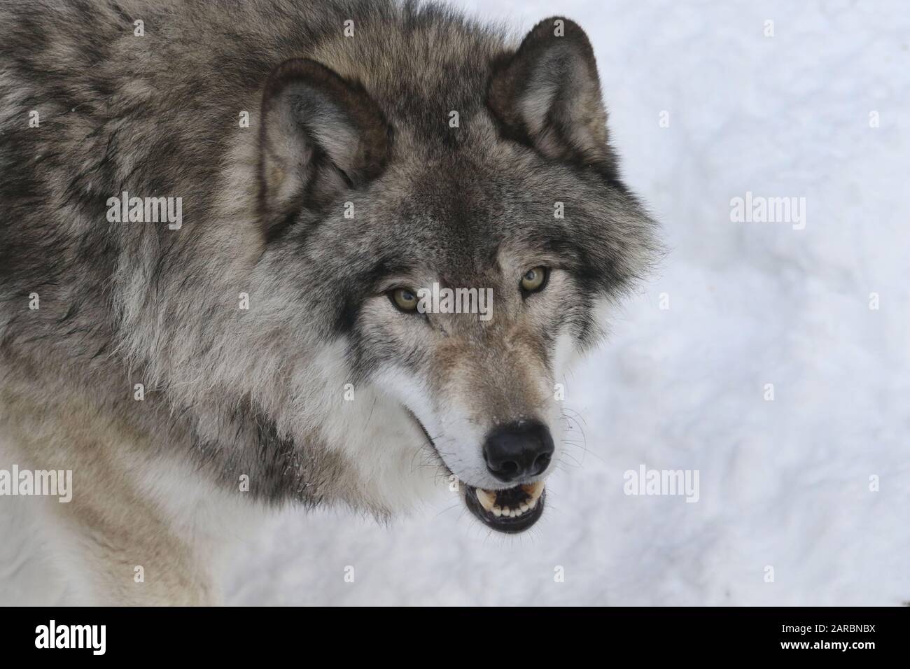 Grey wolf tail up hi-res stock photography and images - Alamy