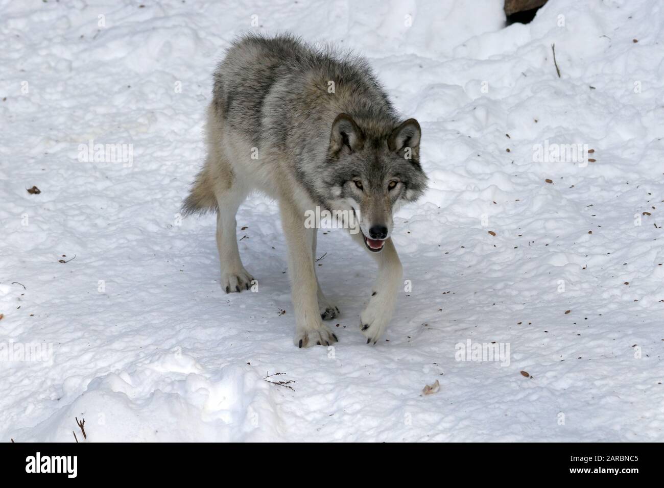 Wolf with tail between legs hi-res stock photography and images - Alamy