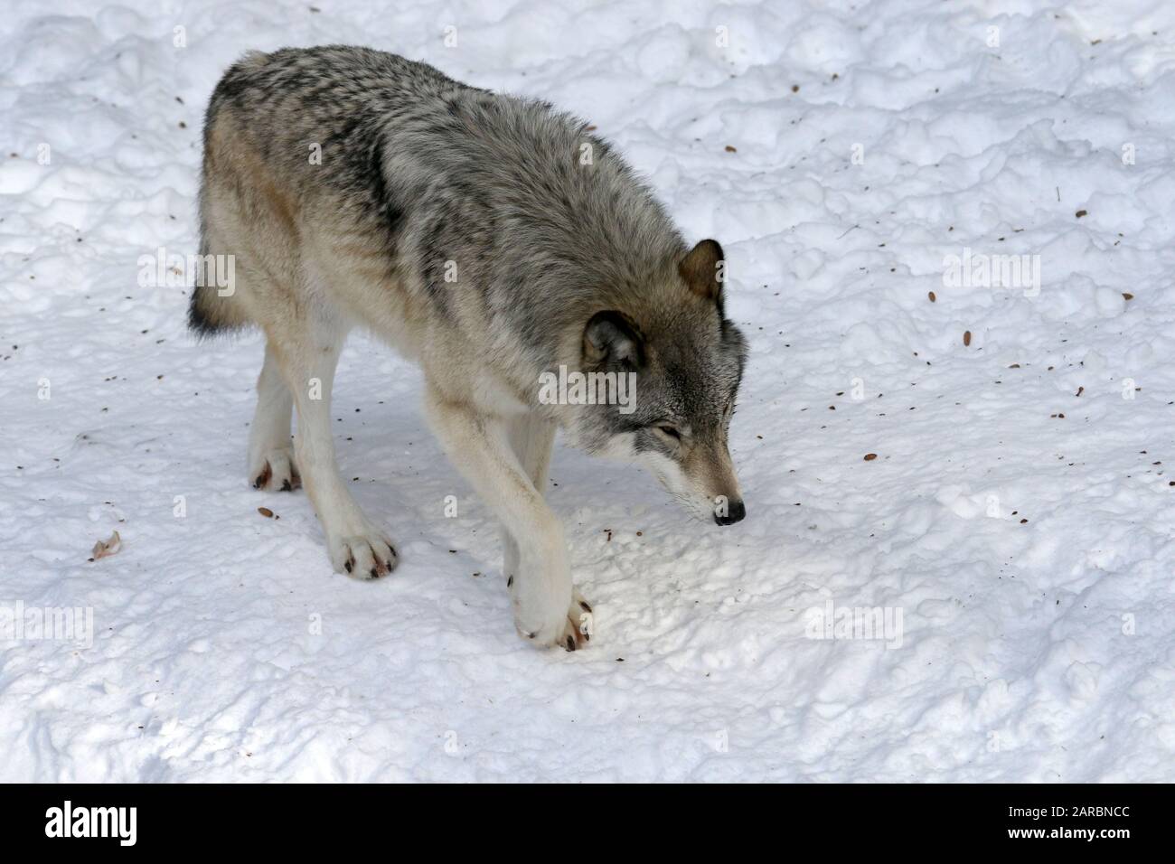 Dog tail between its legs hi-res stock photography and images - Alamy