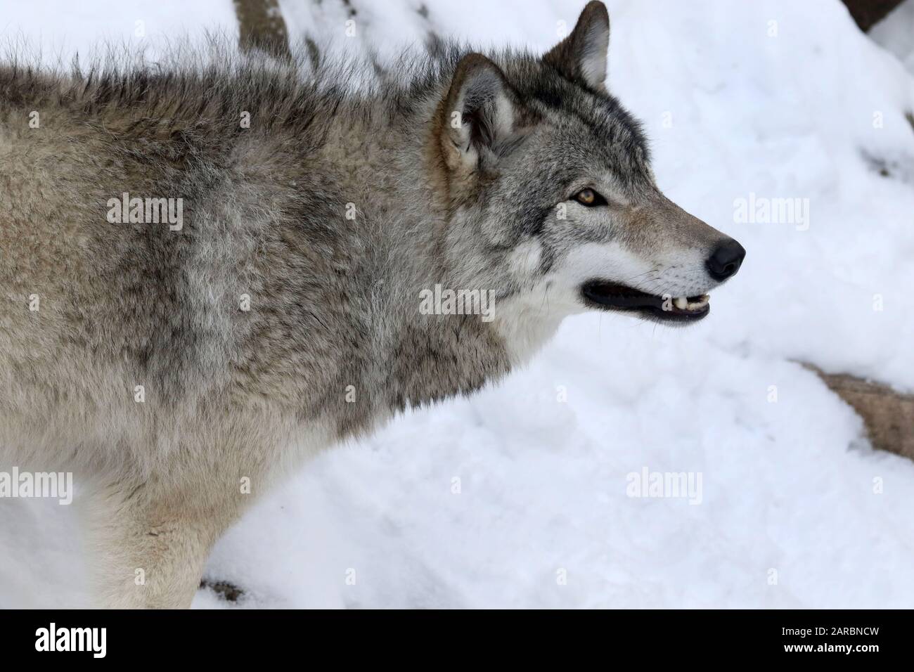 Reintroduced Wolves High Resolution Stock Photography and Images - Alamy
