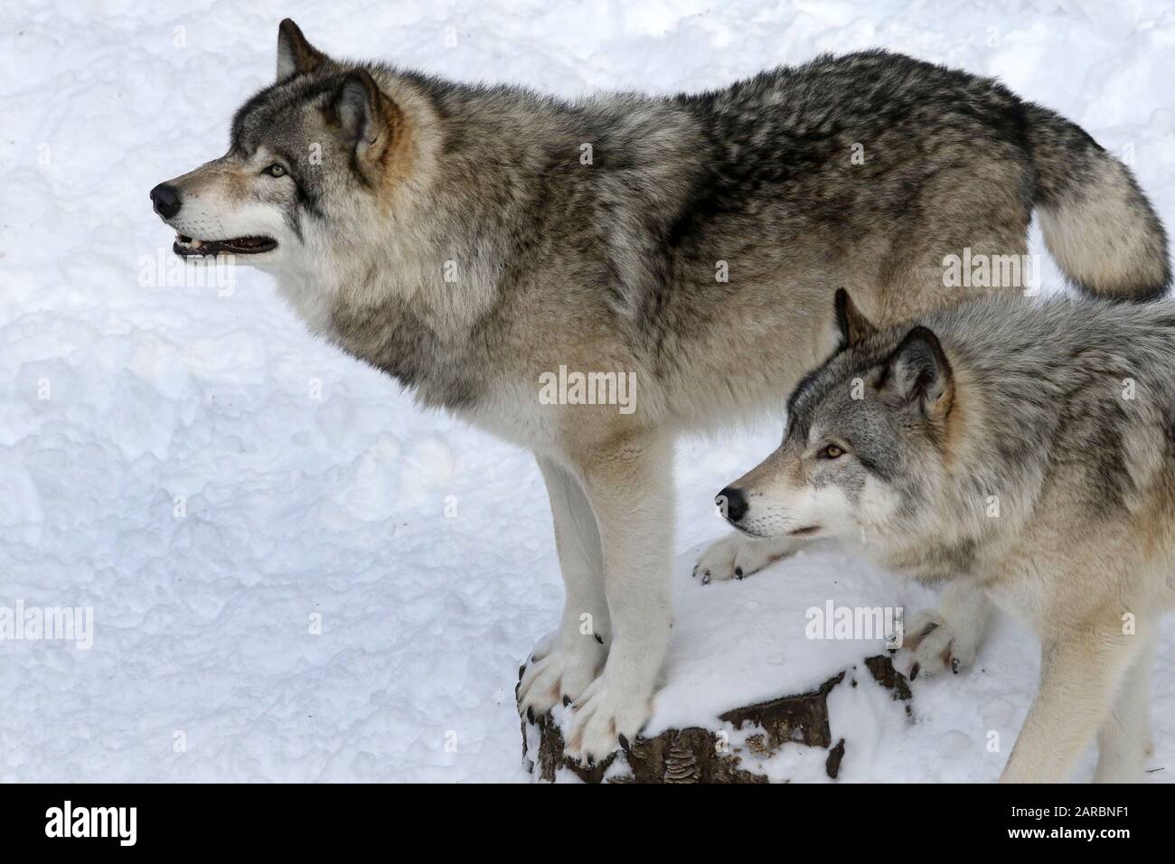 Reintroduced Wolves High Resolution Stock Photography and Images - Alamy