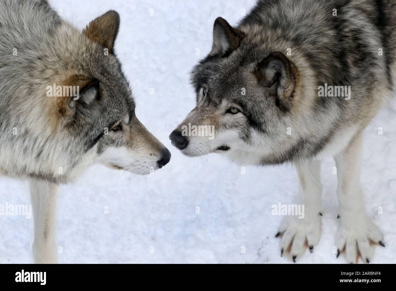 Reintroduced Wolves High Resolution Stock Photography and Images - Alamy