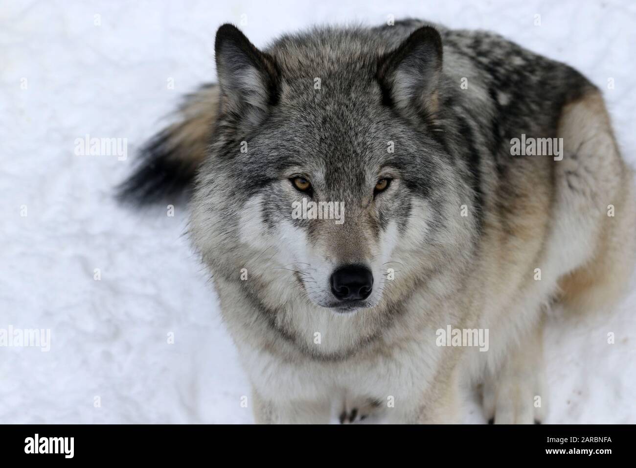 Non retracting claws hi-res stock photography and images - Alamy