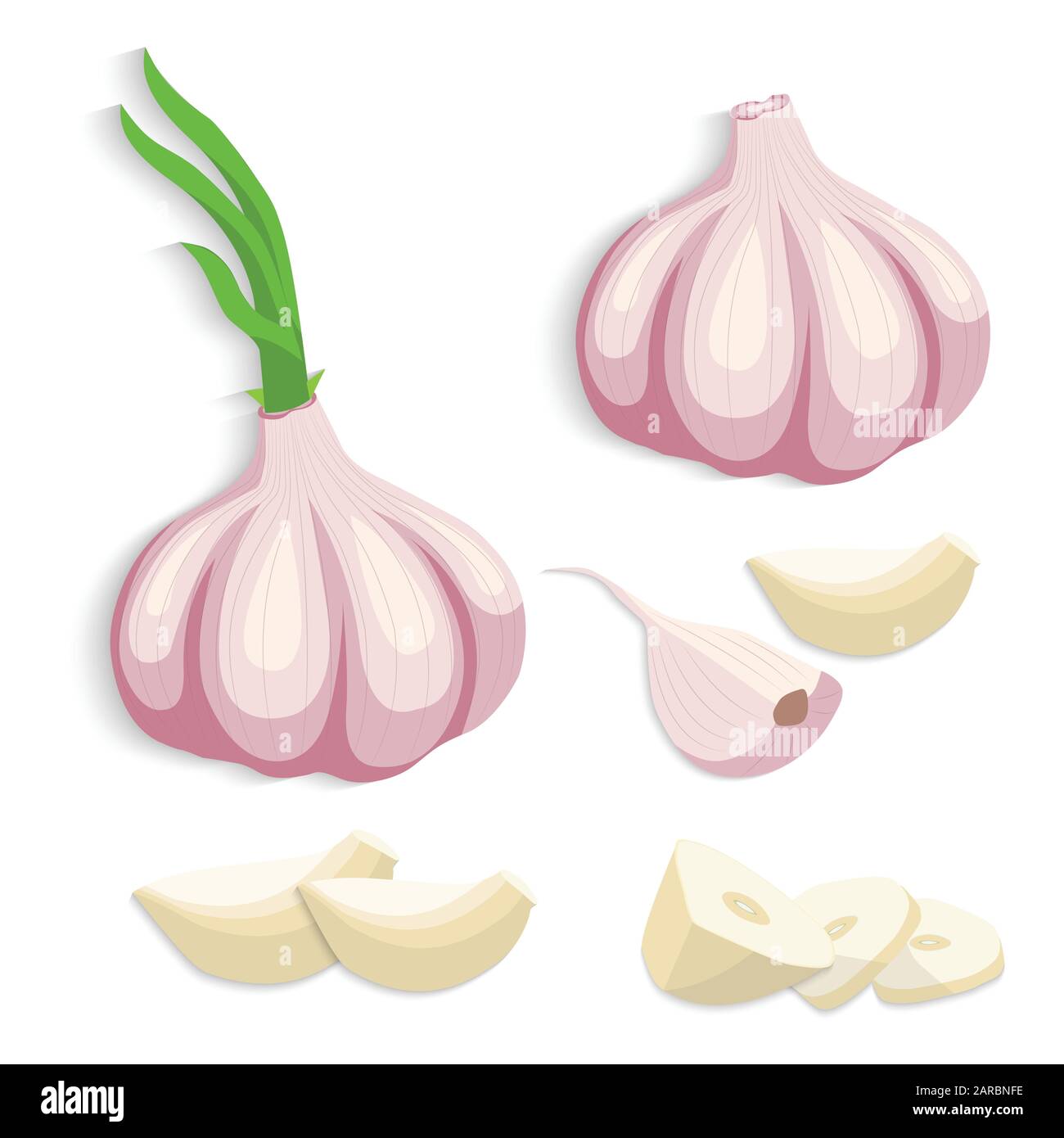 Realistic fresh organic garlic. Garlic bulb. Garlic cloves. vector ...