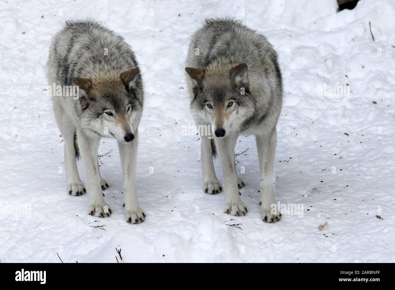Reintroduced Wolves High Resolution Stock Photography and Images - Alamy