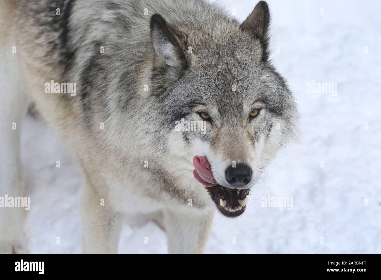 Reintroduced Wolves High Resolution Stock Photography and Images - Alamy