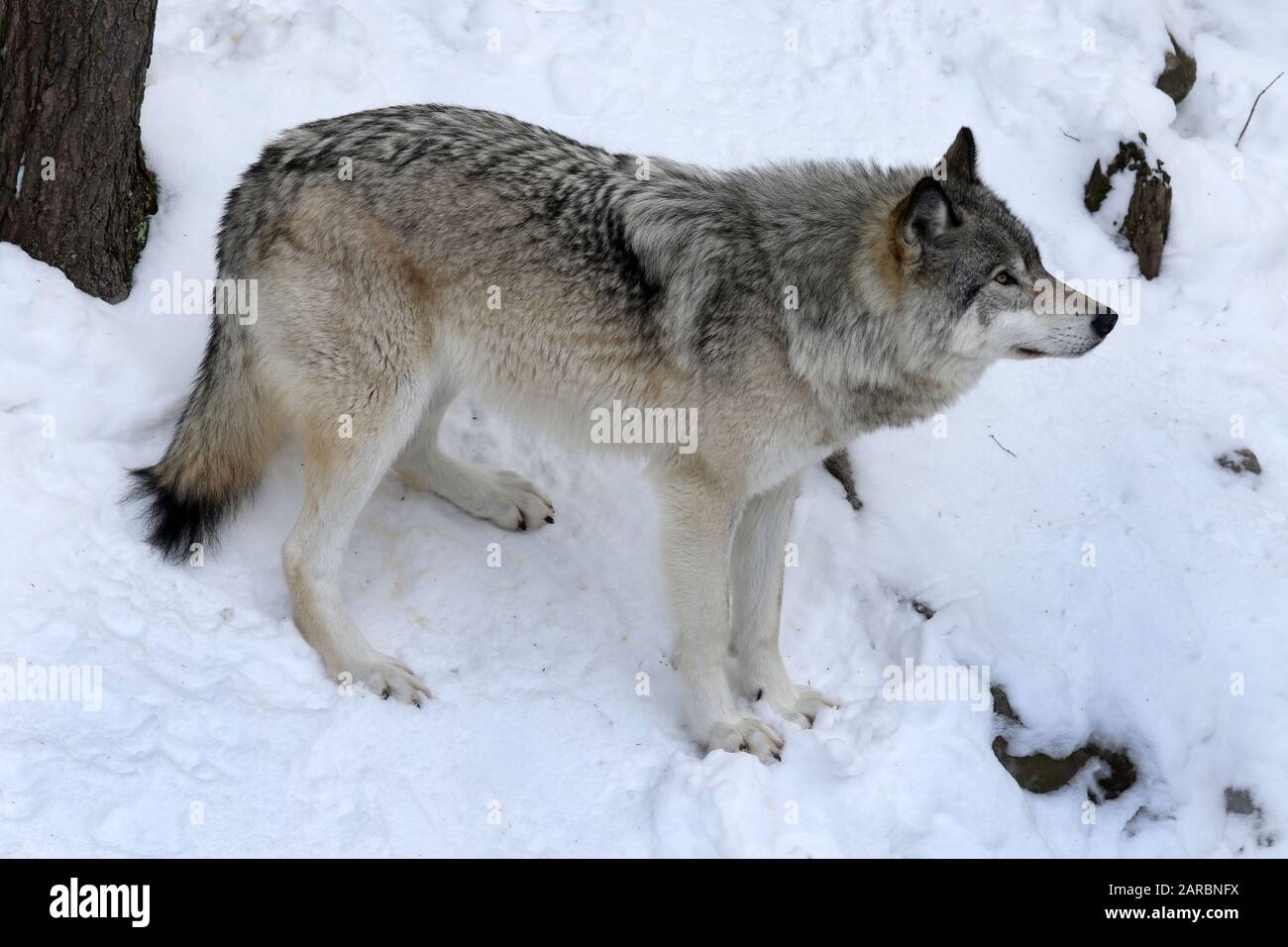Reintroduced Wolves High Resolution Stock Photography and Images - Alamy