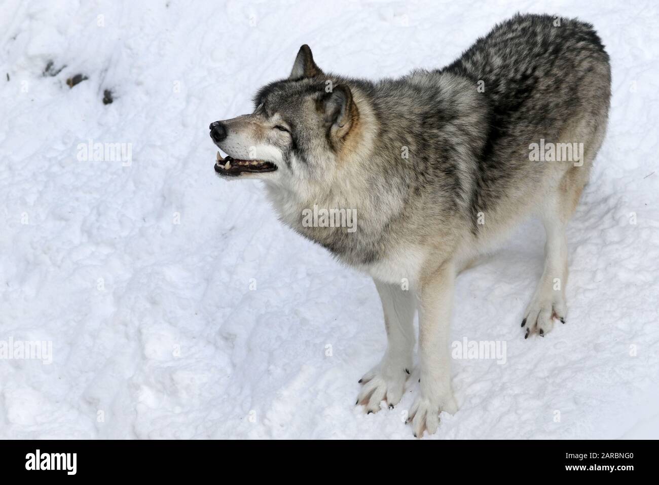 Reintroduced Wolves High Resolution Stock Photography and Images - Alamy