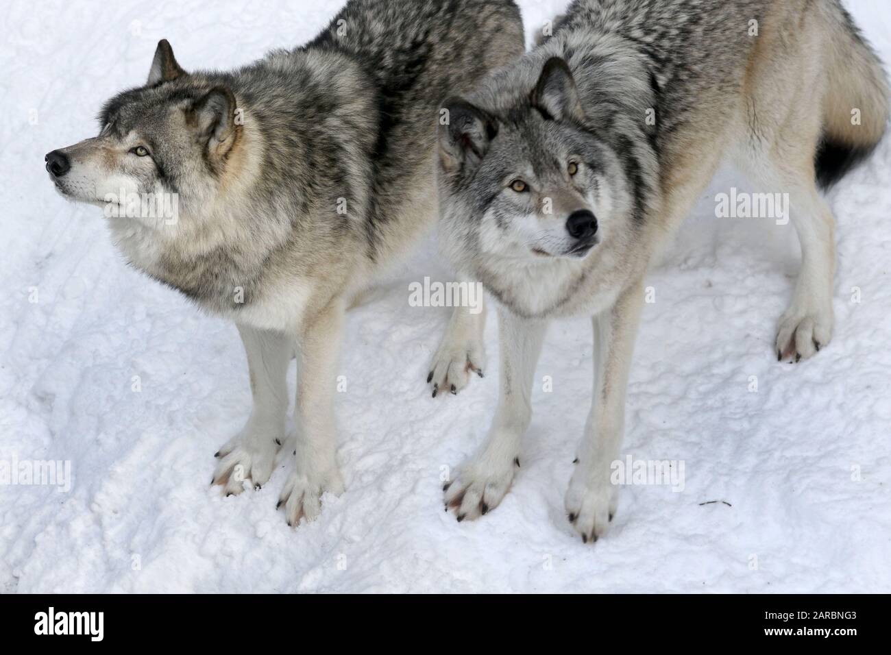 Reintroduced Wolves High Resolution Stock Photography and Images - Alamy