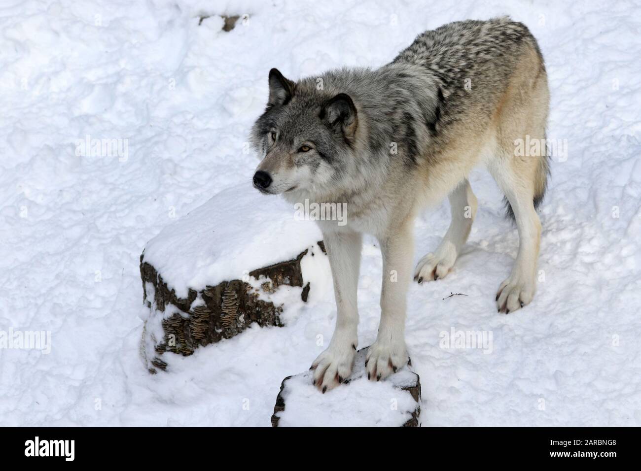 Grey Wolves in winter Stock Photo - Alamy