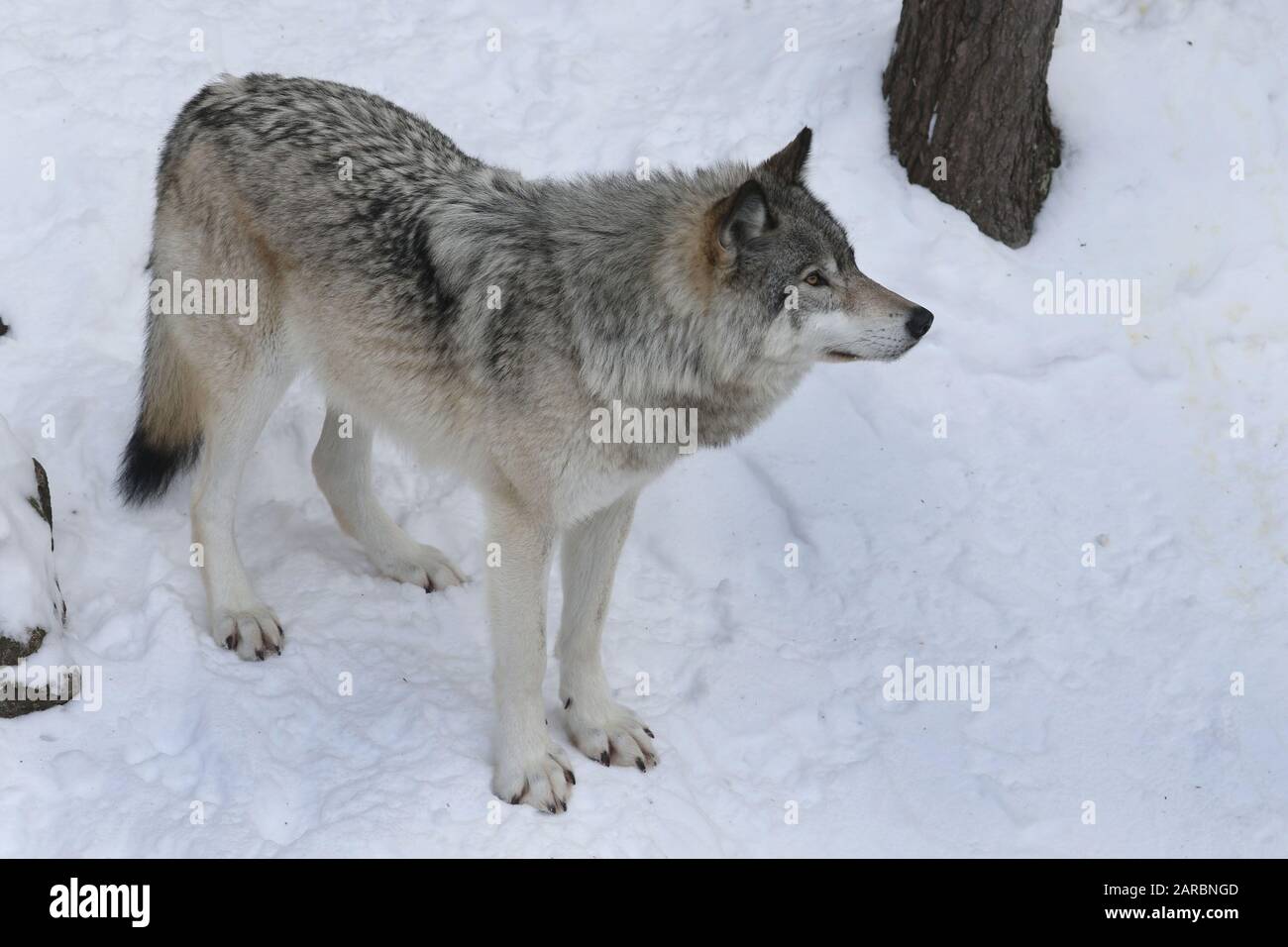 Grey Wolves in winter Stock Photo - Alamy