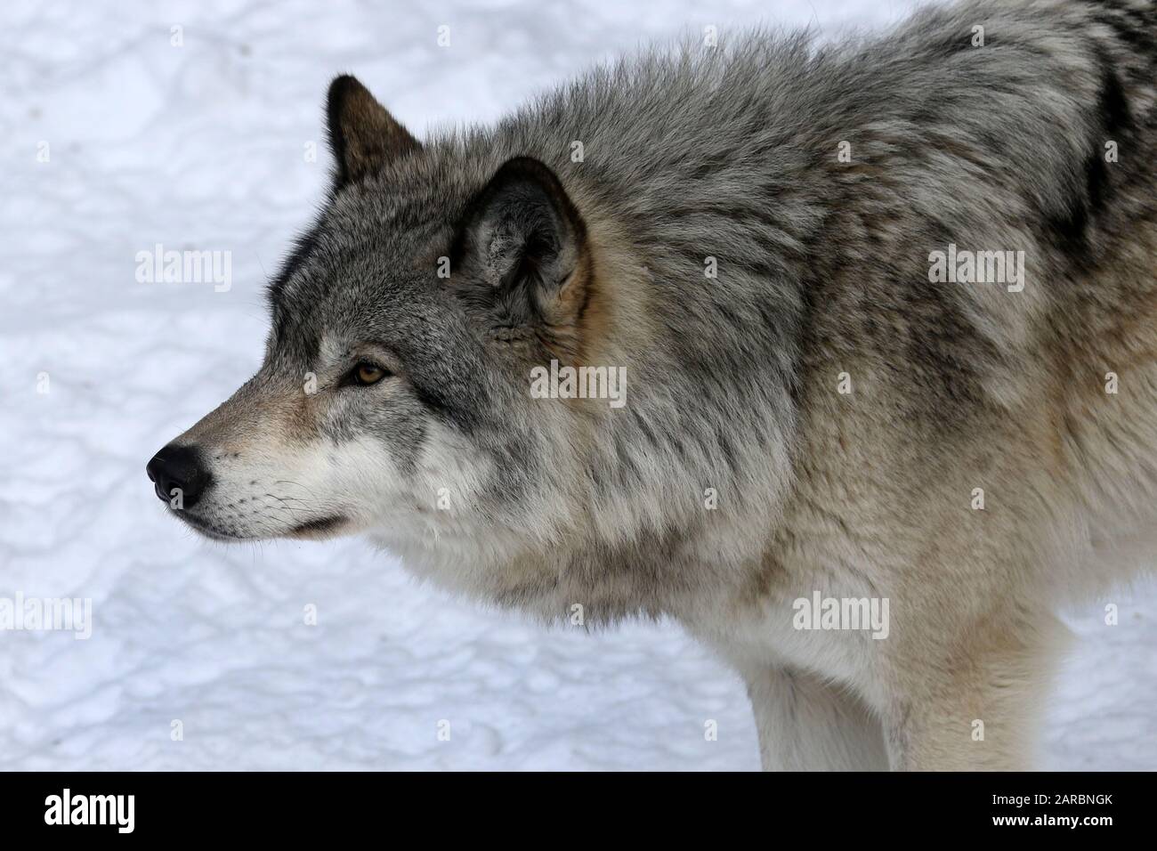 Grey wolf tail up hi-res stock photography and images - Alamy