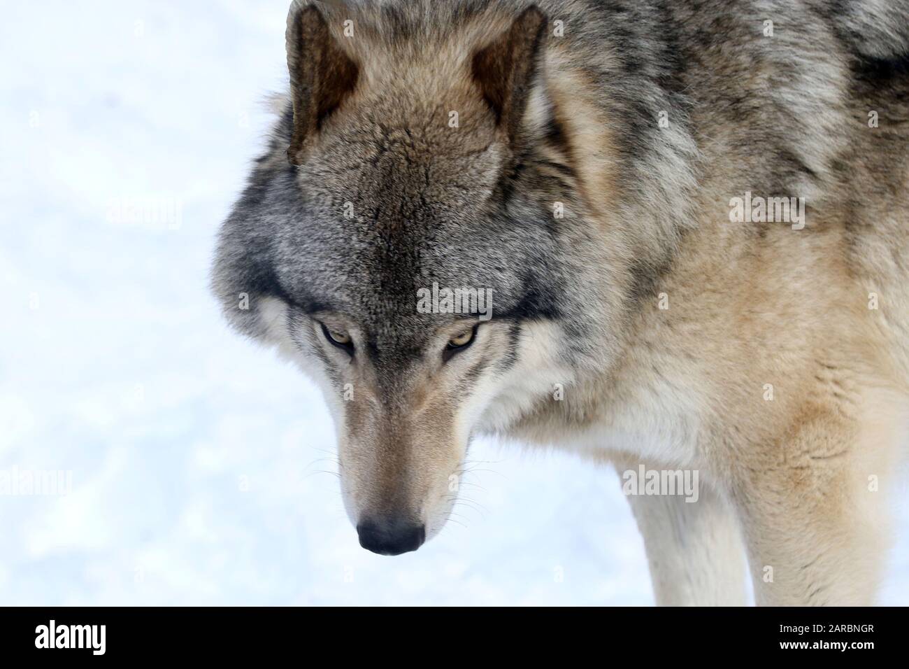 Wolf with tail between legs hi-res stock photography and images - Alamy