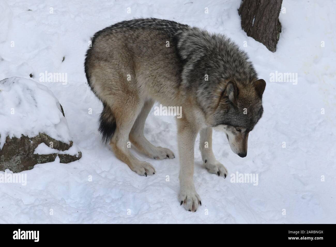Wolf with tail between legs hi-res stock photography and images - Alamy