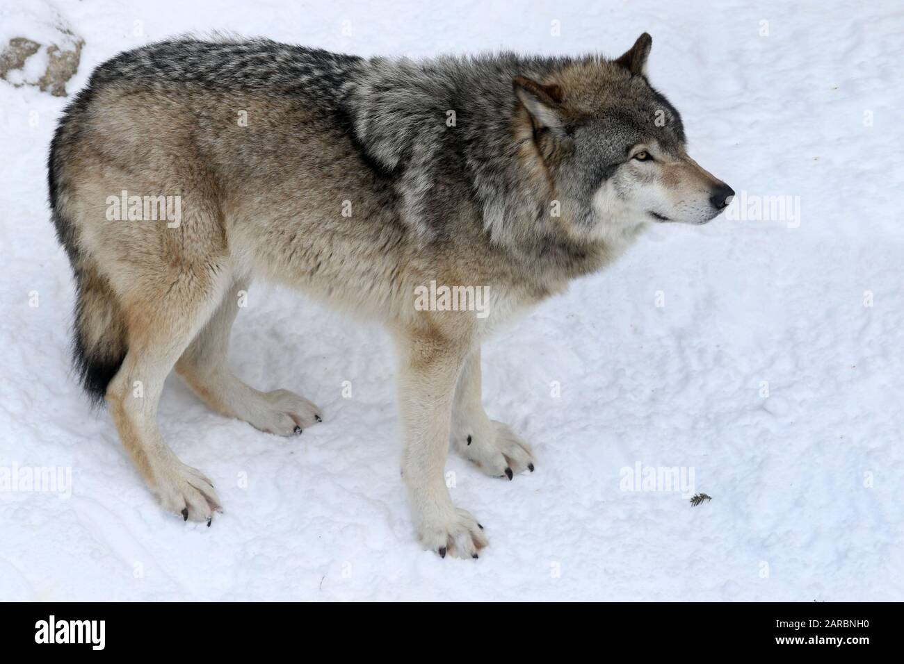 Reintroduced Wolves High Resolution Stock Photography and Images - Alamy