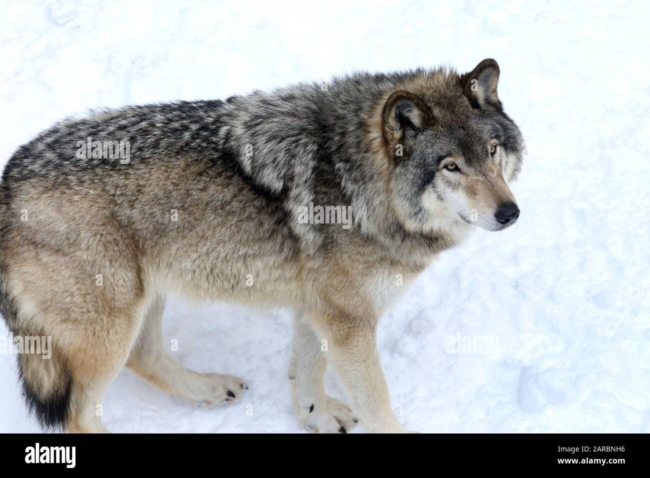 Reintroduced Wolves High Resolution Stock Photography and Images - Alamy
