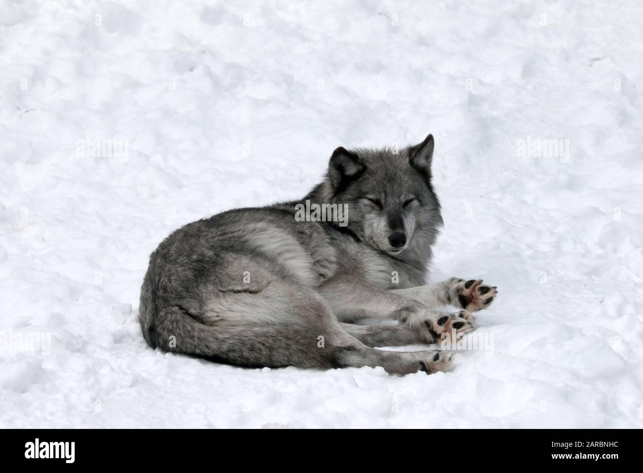 Grey wolf tail up hi-res stock photography and images - Alamy