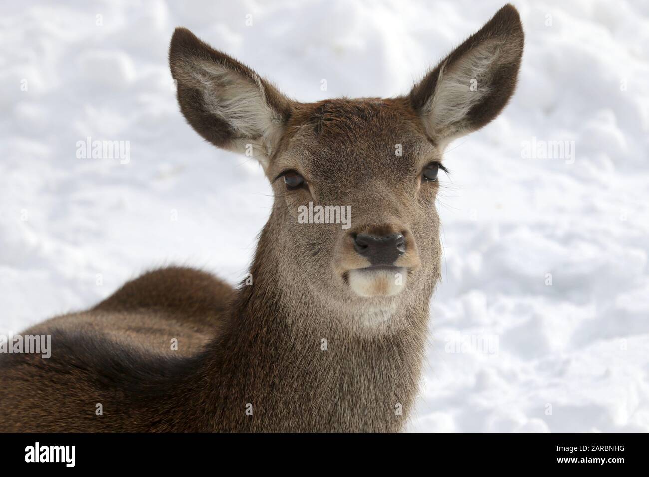 Elk in snow Stock Photo - Alamy