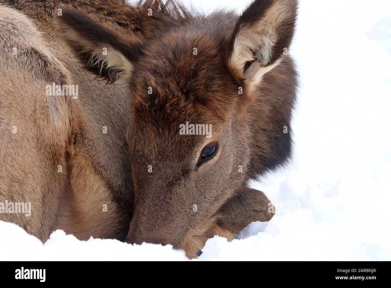 Elk in snow Stock Photo - Alamy