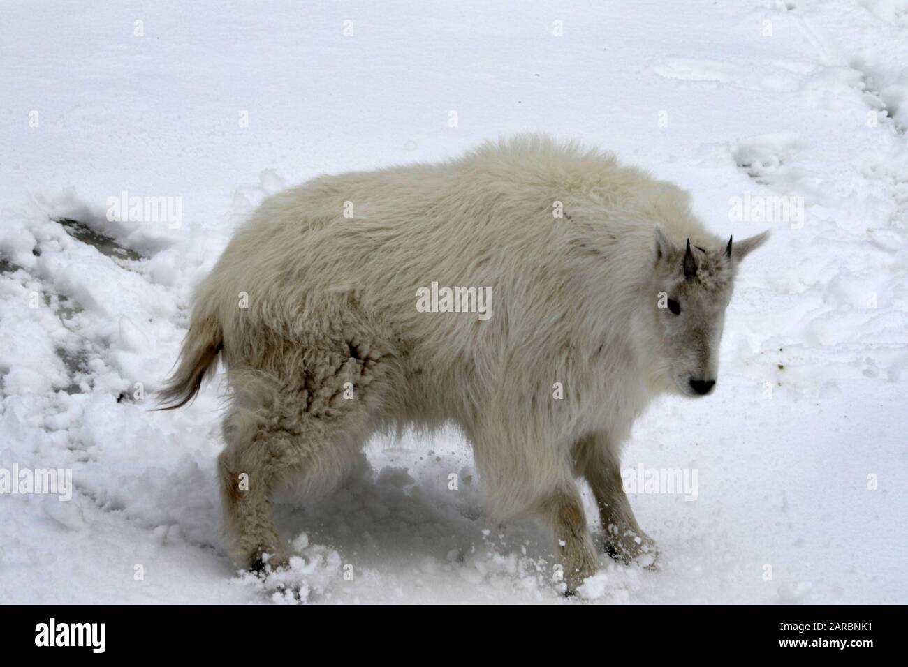 Mountain goat diet hi-res stock photography and images - Alamy