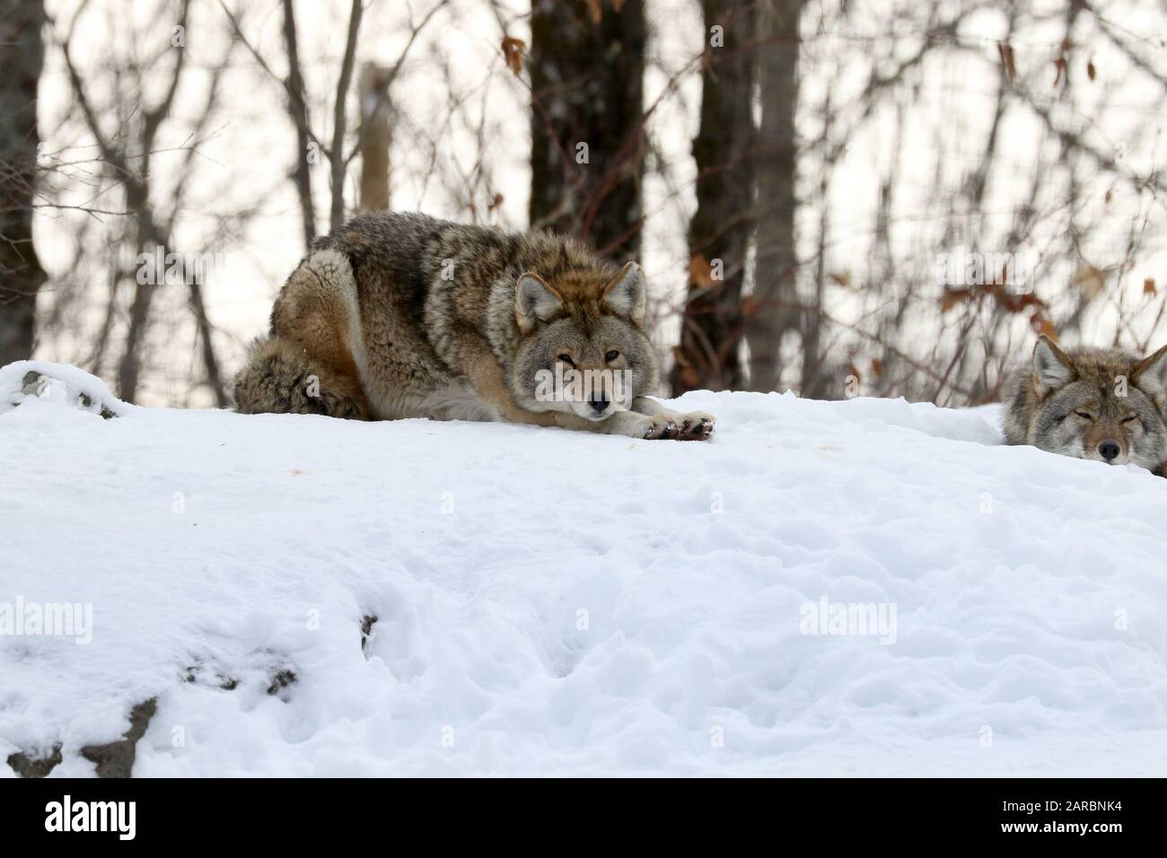 Coyote overpopulation in some areas hi-res stock photography and images ...