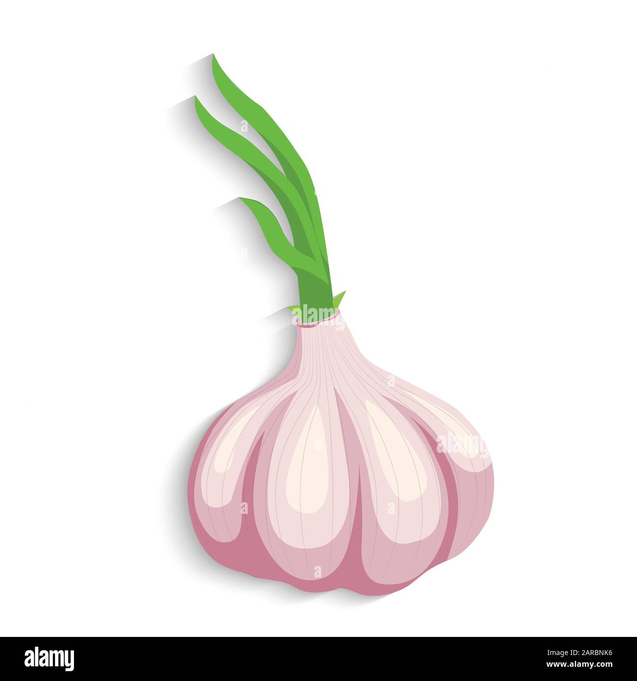 Realistic fresh organic garlic. Garlic bulb. Garlic cloves. vector ...