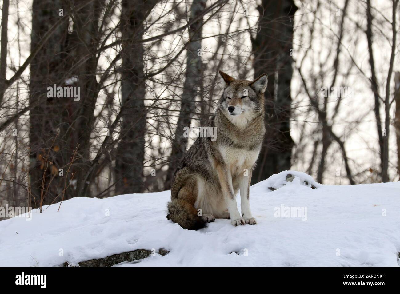Coyote overpopulation in some areas hi-res stock photography and images ...